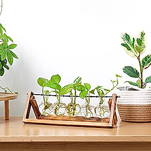 Ivolador Desktop Glass Bulb Plant Terrarium with Retro Solid Wooden Stand and Metal Swivel Holder for Hydroponics Plants Home Garden Wedding Decor (5 Bulbs)