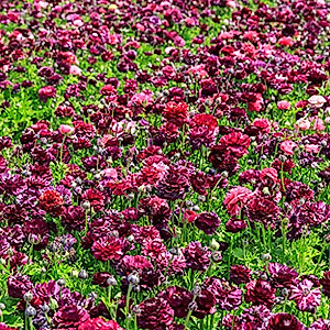 Ranunculus Bulbs - Vineyard Mix - 100 Bulbs - Mixed Flower Bulbs, Corm Attracts Bees, Attracts Pollinators, Easy to Grow & Maintain, Fragrant, Container Garden