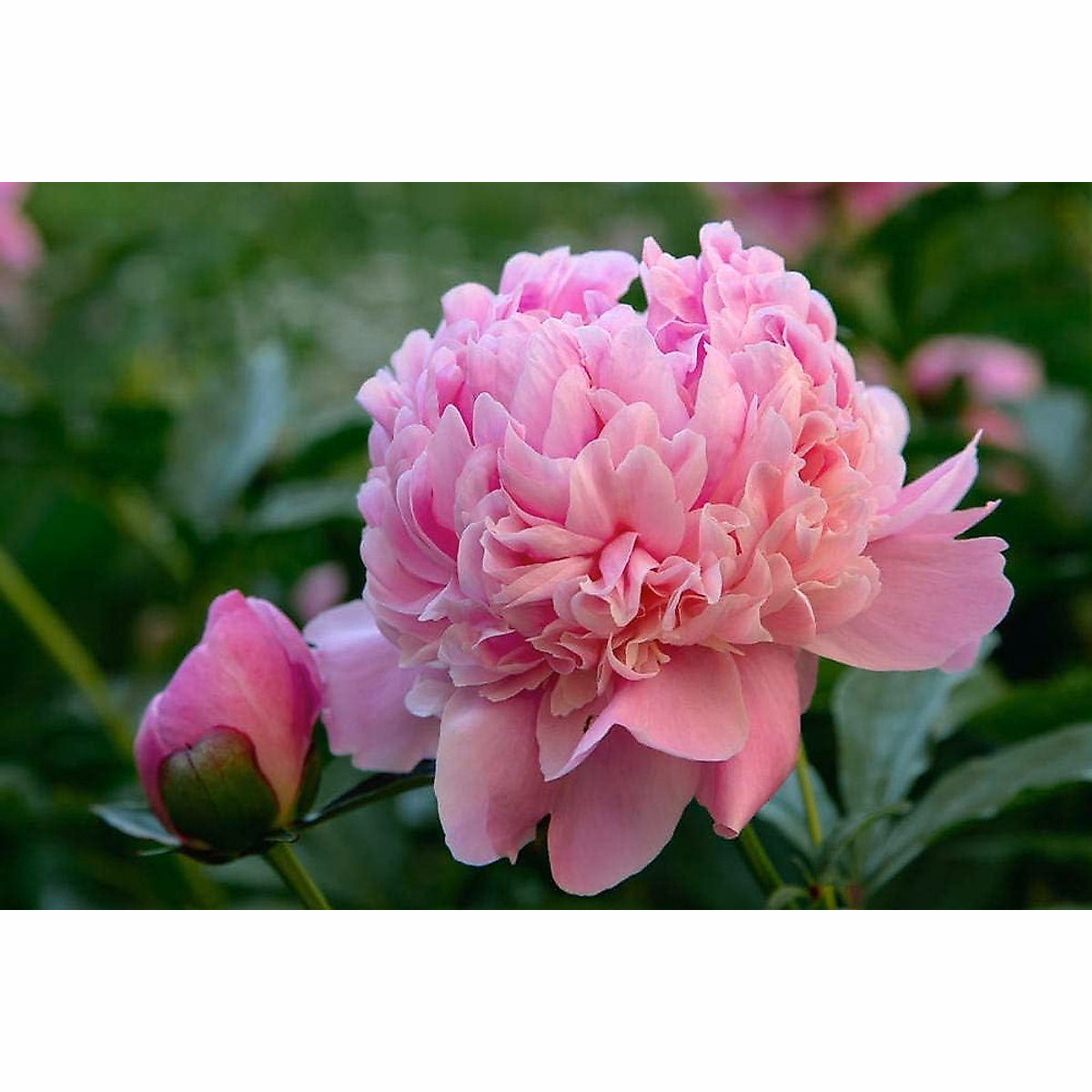 Peony Seeds, 50+ Cotton Candy Peony Mix Seeds for Planting, Flower Seeds for Planting