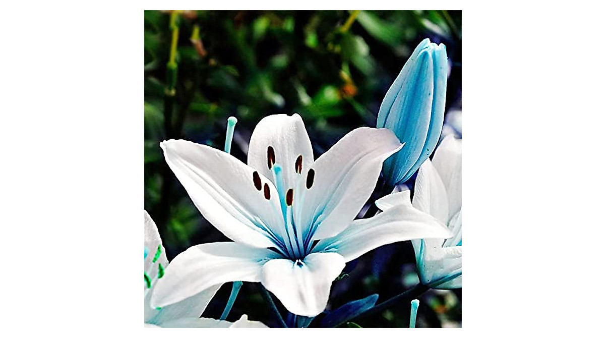 YEGAOL Blue Lily Seeds - 50 Rare Non-GMO Perennials