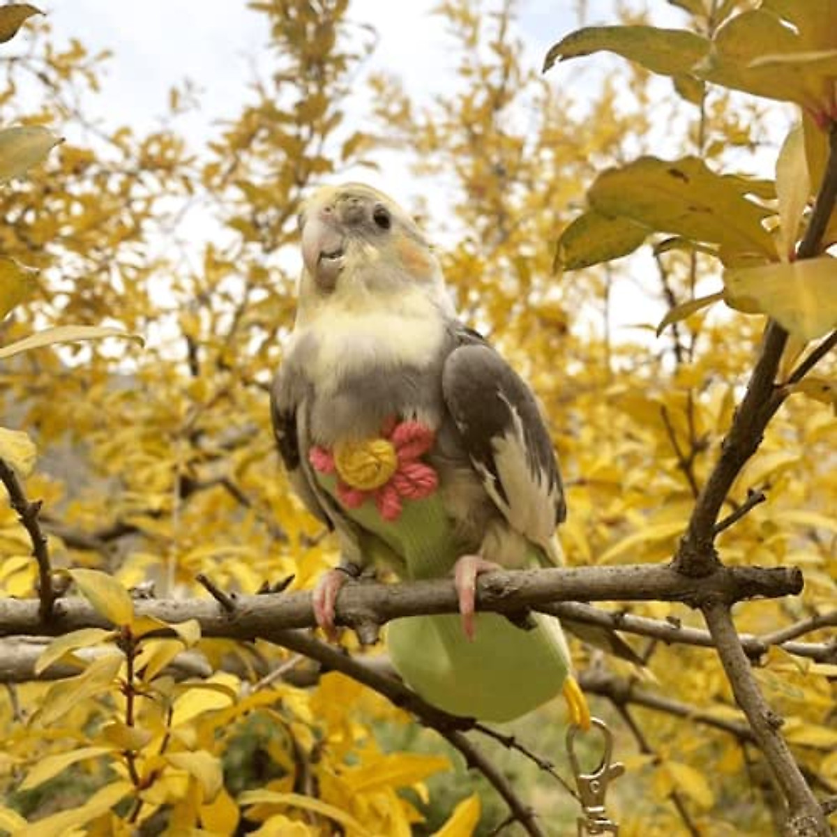 Bird Diaper Harness Flight Suit Clothes with Flying Leash for Parrots Cockatiel Pet Birds, Parrot Clothes, Bird Training Nappy Suit Liners Clothes (Medium,Green)