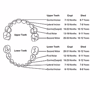 Mogoko Cute Baby Tooth Box, Wooden Milk Teeth Storage Organizer, Kids Lost Tooth Keeper Box For Girl (English, Princess)