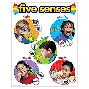 TREND enterprises, Inc. Five Senses Learning Chart, 17" x 22"
