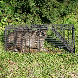 Rugged Ranch CatchMor Live Animal Multi Catch 2 Pack Trap, 1 Large & 1 Small Metal Catch & Release Cage for Raccoons, Opossums, Bunnies, & Squirrels