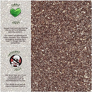 Seed Needs, Sapphire Blue Sage Seeds - 800 Heirloom Seeds for Planting Salvia farinacea - Open Pollinated, Attracts Pollinators (2 Packs)