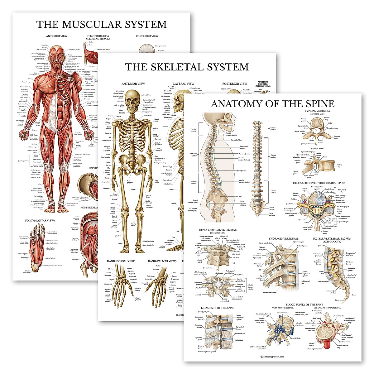 Palace Learning 3 Pack: Muscular System + Skeletal System + Anatomy of the Spine Poster Set - Set of 3 Anatomical Charts - Laminated - 18" x 27"