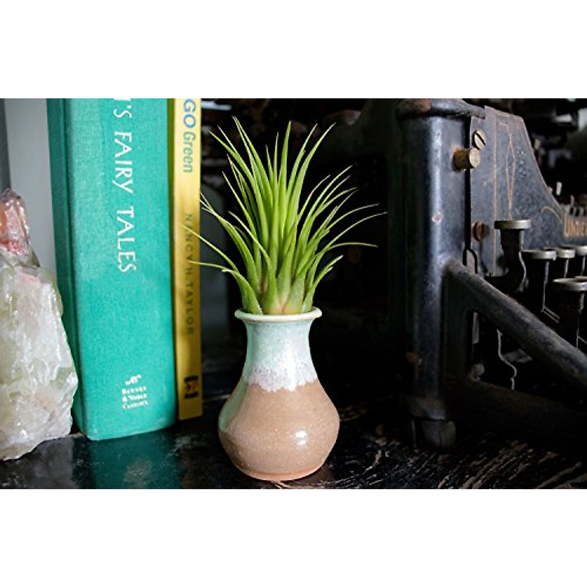 Ionantha Tillandsia Air Plants Live Indoor Plants (5PK), Air Plant Terrarium Plants Live Houseplants, Live Plants Indoor Plant Kit, Easy Care Plants for Air Plant Holder or Garden by Plants for Pets