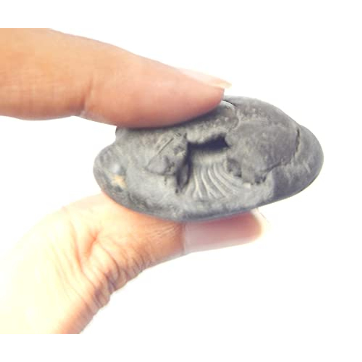 phoenix888 Sacred Adwaitya Achharya Shaligram Nepal Kali Gandaki