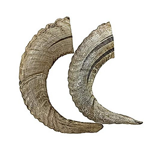 WhiteTail Naturals - Lamb Horns for Dogs (2 Pack) Long Lasting Dog Chews - Grain Free Chew Bone - Natural Sheep Horn Treat - Tough Chew Toy for Medium Breeds and Teething Puppies.