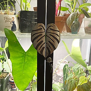 PIAOLGYI Gold Cabinet Handle Leaf Knobs for Milsbo Greenhouse Cabinet,Monstera Glass Door Cabinet Handles Accessory Compatible with IKEA Milsbo Cabinet