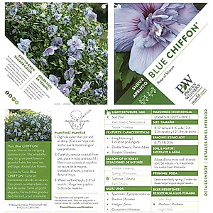 2 Gallon Proven Winners Blue Chiffon Hibiscus