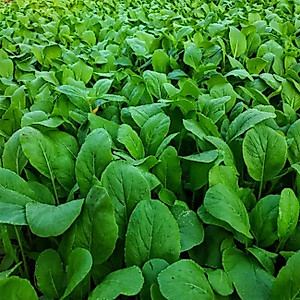4000+ Florida Broadleaf Mustard Seeds for Planting Vegetable Seeds for Green Leaf Non-GMO Heirloom Garden Seed Small GAI Choi Cải bẹ xanh