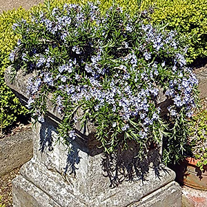 Outsidepride Perennial Rosemary Ground Cover & Herb Garden Plant for Hot, Dry Conditions - 1000 Seeds