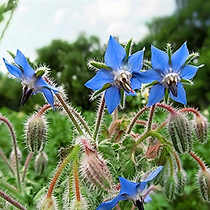 Outsidepride Borago Officinalis Borage Herb Garden Flowering Plants Great for Bee Pollination - 1 OZ