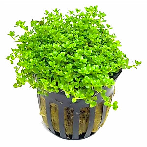 Marcus Fish Tanks - 3X Dwarf Baby Tears Hemianthus Callitrichoides Live Aquarium Plants