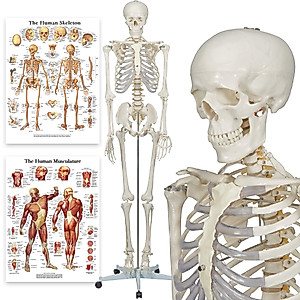 Buddy the Budget Skeleton-1021930 - Human Skeleton Anatomical Model - Life Size – Includes two wall charts