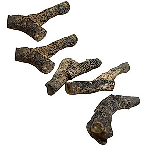Scicalife Kids Toys 5Pcs Stromatoporoid Fossils Ordovician Bryozoan Fossils Specimens Ancient Marine Fossils Model Figurine Science Teaching Materials Random Style Kid Toys