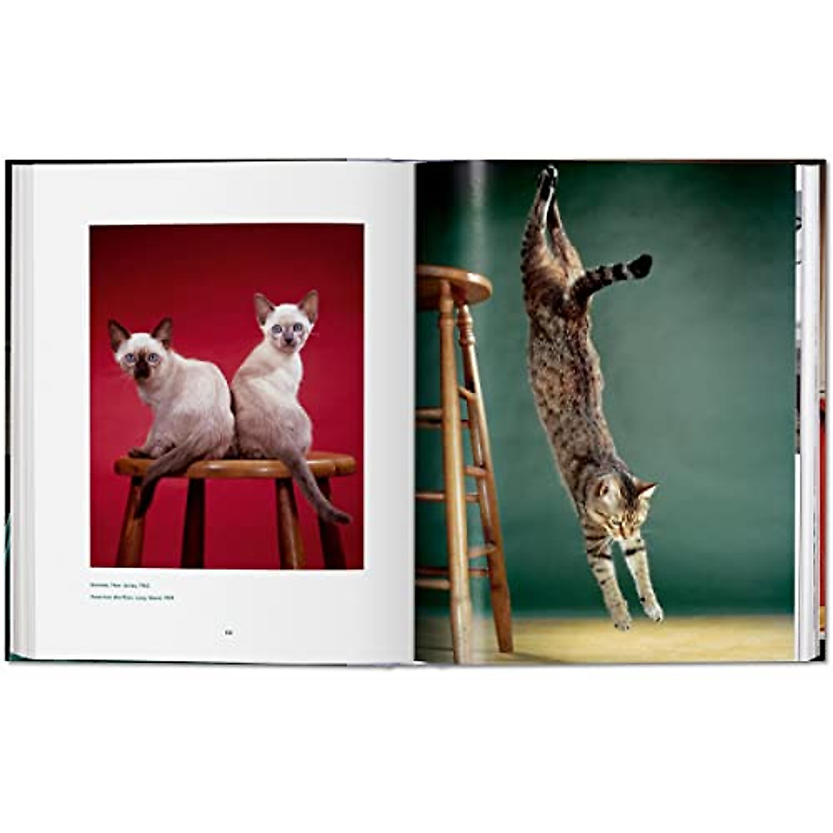 Cats: Photographs 1942 - 2018