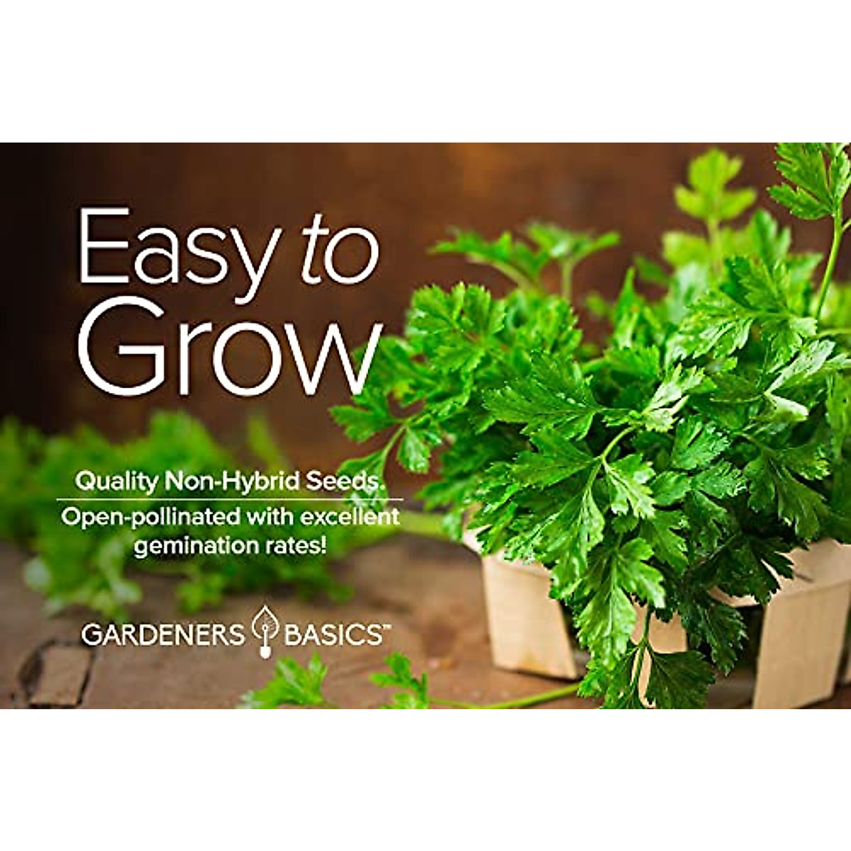 Parsley Seeds for Planting, Italian Flat Leaf is A Heirloom, Open-Pollinated, Non-GMO Herb Variety- Great for Indoor and Outdoor Gardening and Herbal Tea Gardens by Gardeners Basics