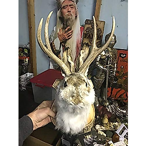 Jackalope Shoulder Head Mount Taxidermy Mounted 4 Point Antlers Professionally Done (Bailey)