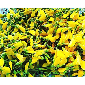 300 Sesbania Sesban Seeds - Điên điển - Fast Growing Yellow Hummingbird Tree (Egyptian Rattle pod - Egyptian Riverhemp) Vietnamese Herb and Vegetable