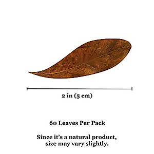 JOR Catappa Indian Almond Leaves, Fin Rot Treatment Betta Fish Water Conditioner Aquarium Leaves, Create Realistic River Habitat, Reduce Stress, Loved by Shrimp & Tropical Fish