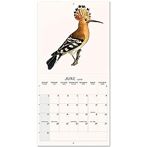 Wall Calendar 2024 12" x 12" FSC® Plastic Free - Starts Week On Sunday | Square Wall Calendar 2024 | Family Planner Calendar 2024 | 2024 Calendar (Birds 2024)