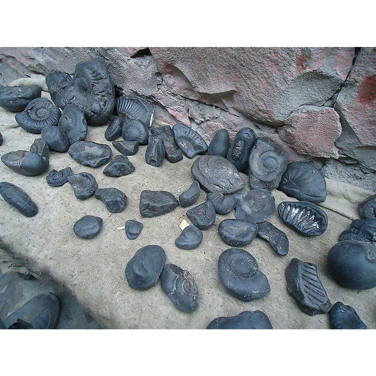 M FRANCISCO Natural Shaligram Nepal Lord Vishnu, Fossil Stone A+ Quality Wholesale RateRare Shaligram Laxmi Narayan Hindu Puja/Pooja