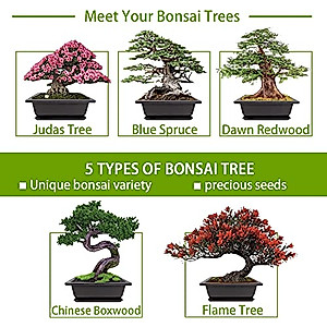 Meekear 5 Bonsai Tree Kit with Complete Plant Growing Tools, Grow in Pot Indoor Bonsai Tree Starter Kit, Home Gardening DIY Gift for Adult