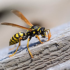 Enforcer Wasp and Jacket Foam - 7 Ounces (Case of 12) A07234-20 Foot Spray - Yellow Jacket, Wasp and Hornet Killer