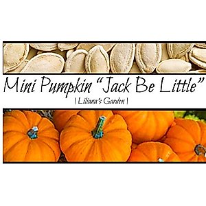 Mini Pumpkin Seeds - Jack Be Little - Prolific, Non-GMO Seeds - Growing Booklet Included - Liliana's Garden