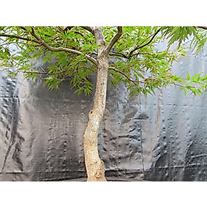 69 Year Old Red Dragon Japanese Maple Specimen Bonsai Tree