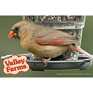 Valley Farms Cardinal Mix Wild Bird Food for Outside Feeders, Bird Seed with Black Oil Sunflower Seeds and Safflower Seeds, Attract a Variety of Wild Birds, 3 LBS 2-Pack (6 LBS Total)