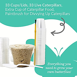 Clearwater Butterfly Live Painted Lady Butterflies - 33 Live Caterpillars Kit - Live Caterpillars to Butterflies - Classroom/School Kit & Habitat - (Suitable for All Ages)