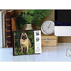 Just Pugs 2021 Box Calendar (Dog Breed Calendar)