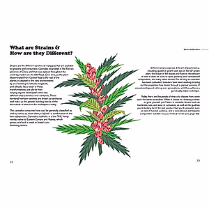 Cannabis: A Beginner's Guide to Growing Marijuana