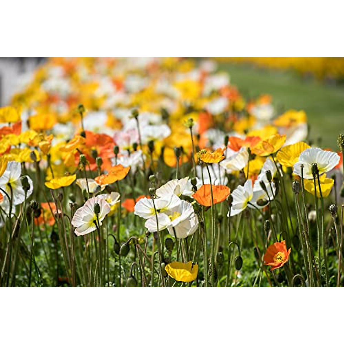 Ballerina California Poppy Mix - California Poppies, 1000+ Flower Seeds Per Packet, (Isla's Garden Seeds), Scientific Name: Eschscholzia californica, 85% Germination Rates, 99.3% Purity