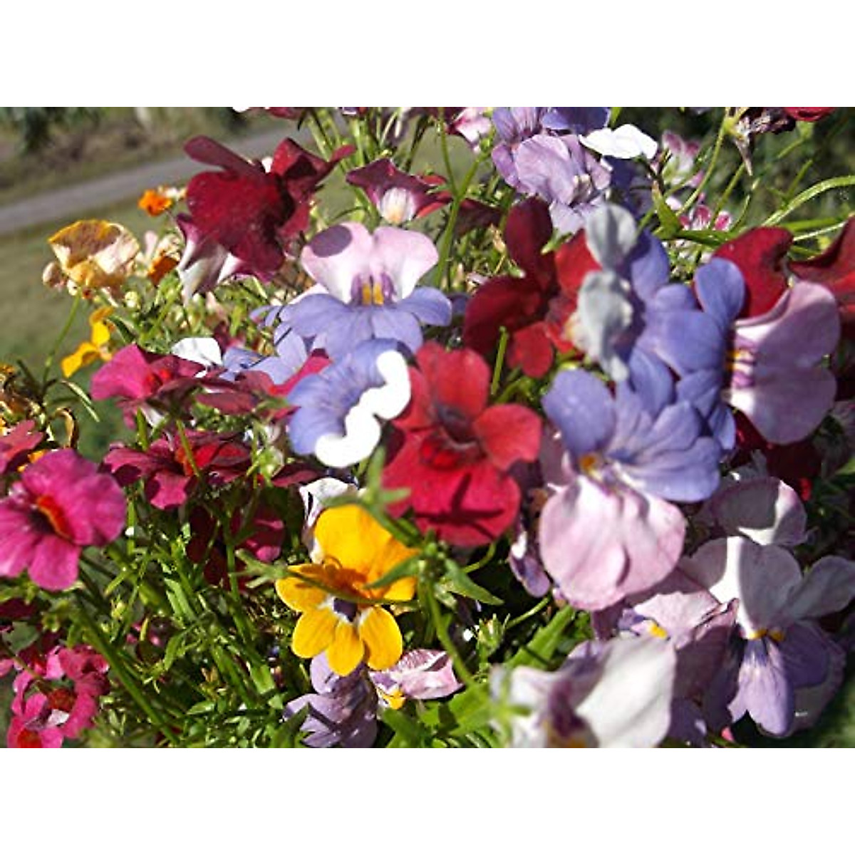 Seeds Nemesia Carnival Mix (Cape Snapdragon) Ornamental Indoor Flower Annual Garden Cut Flowers for Planting Non GMO