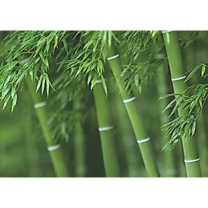 200+ Bamboo Seeds for Planting | Exotic and Fast Growing | Ships from Iowa, USA | Landscaping, Privacy, Indoor or Outdoor (Giant Bamboo)