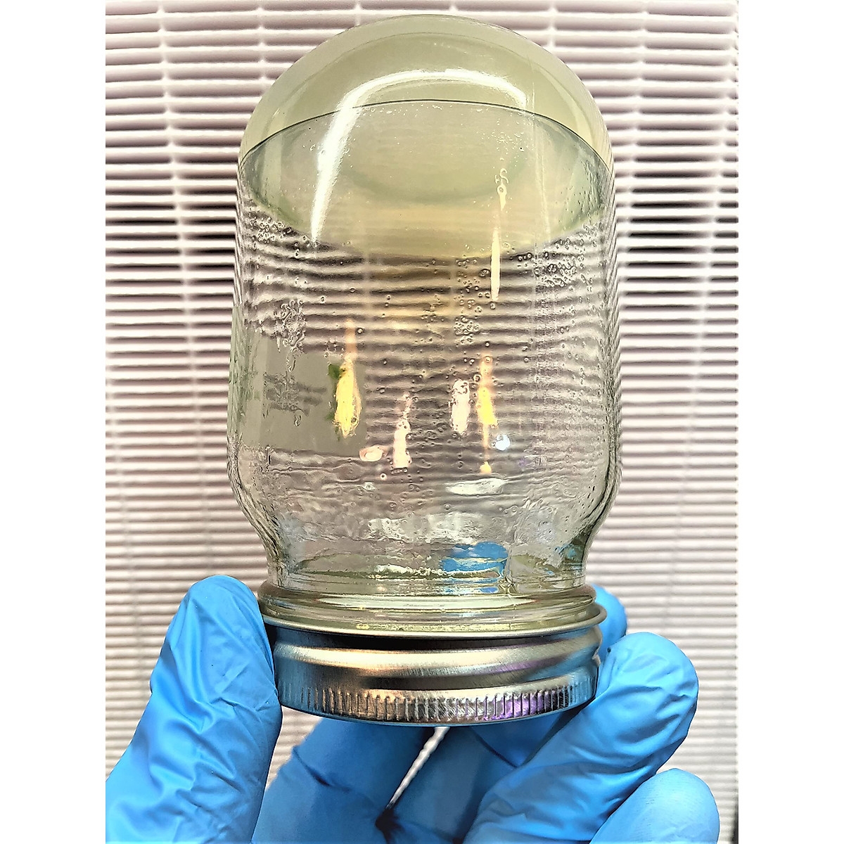 Cannabis Cloning Tissue Culture Media Pre Mixed - Ready to Use