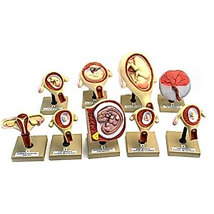 Eisco Labs Pregnancy Series - Embryonic/Fetal Development, Set of 9 Anatomical Models