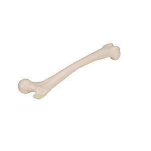3B Scientific A35/1 Femur - 3B Smart Anatomy