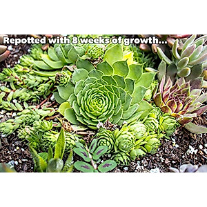 Sempervivum Succulents Plants Live Indoor Plants (3PK), Sempervivum Plants Live Houseplants, Hen and Chicks Live Plants Indoor House Plants, Rosette Succulent Plants in Plant Pots by Plants for Pets