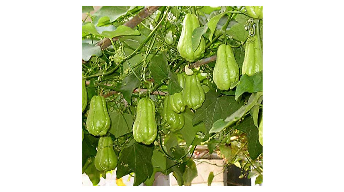 Grow Healthy with QAUZUY GARDEN Chayote Seeds - Easy & Drought-Tolerant