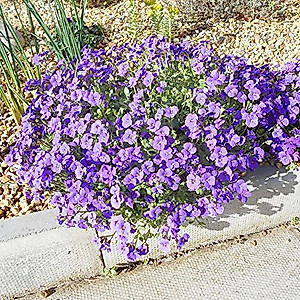 Aubrieta Seeds False Rockcress Perennial Drought Tolerant Deer Resistant Rock Garden Ground Cover Bed Border Outdoor 50Pcs Flower Seeds by YEGAOL Garden
