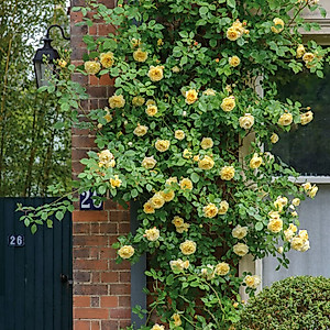 200+ Mix Climbing Rose Seeds for Planting Outdoors Ornamental Climbing Flowers Rosa Bush Vine Climber Long-Blooming