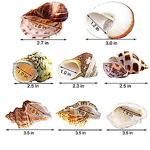 Hermit Crab Shells Medium to Large Growth Turbo Seashells 1"-2" Openning Size Natural Decoration Supplies