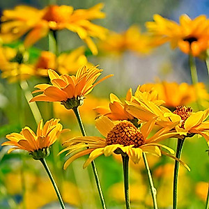 Outsidepride Perennial Heliopsis Summer Sun Garden Cut Flower - 2000 Seeds