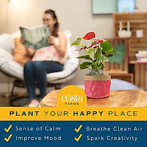 Costa Farms Bromeliad Live Plant, Live Indoor Flowering Plant, Houseplant Potted in Nursery Grower Pot Planter with Potting Soil Mix, Tabletop Room Decor, Grower's Choice, 12-Inches Tall