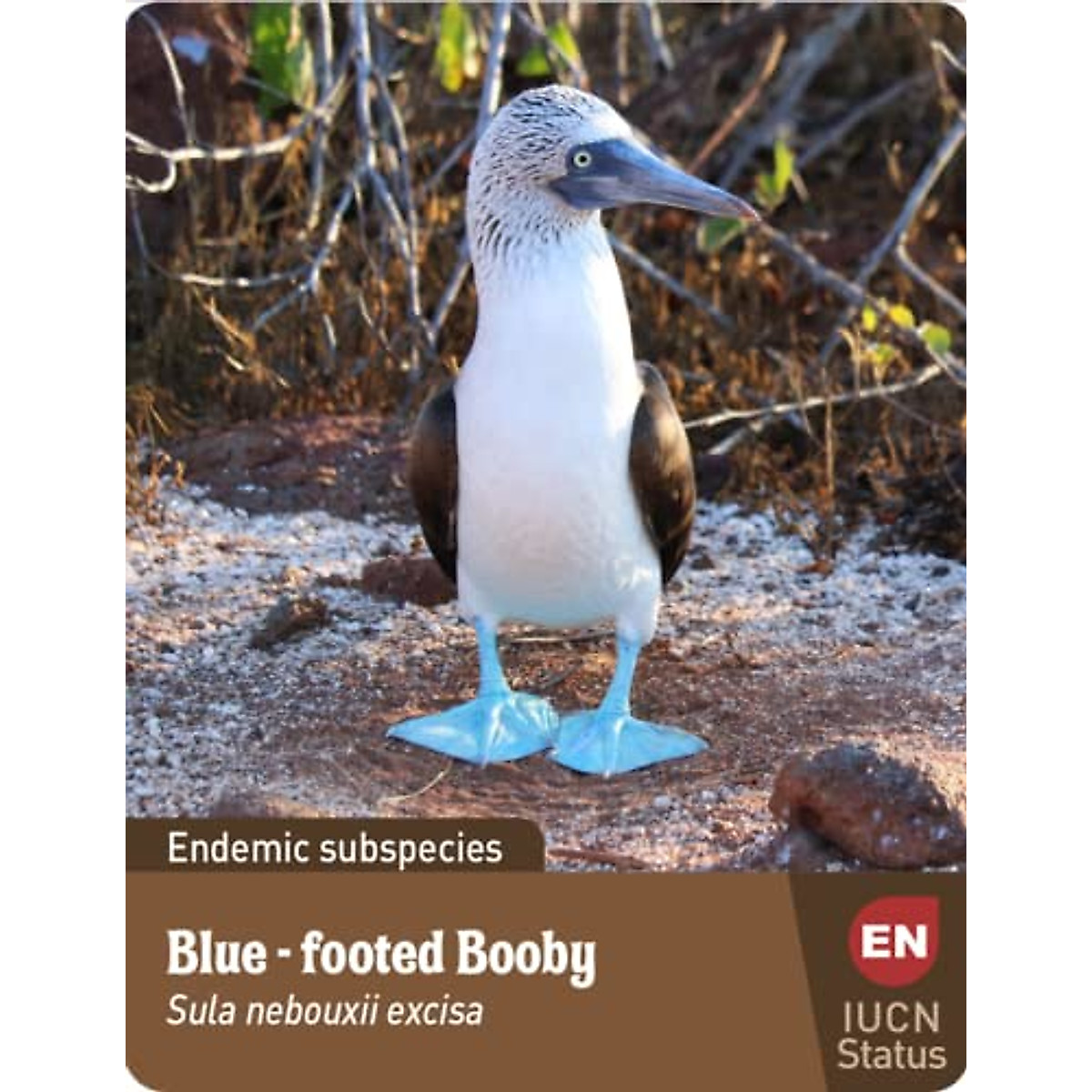 Galapagos Memory Game Land Animals Edition